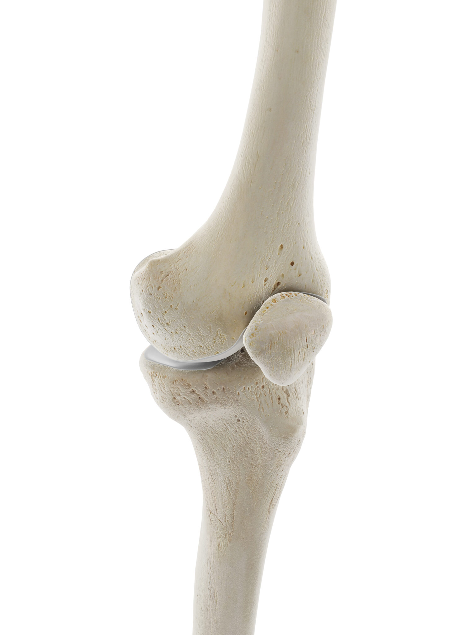 3d rendered medically accurate illustration of the skeletal knee ...